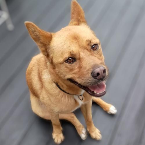 Meet Harper, Our Pet of the Week at HES | Pet of the Week | local3news.com