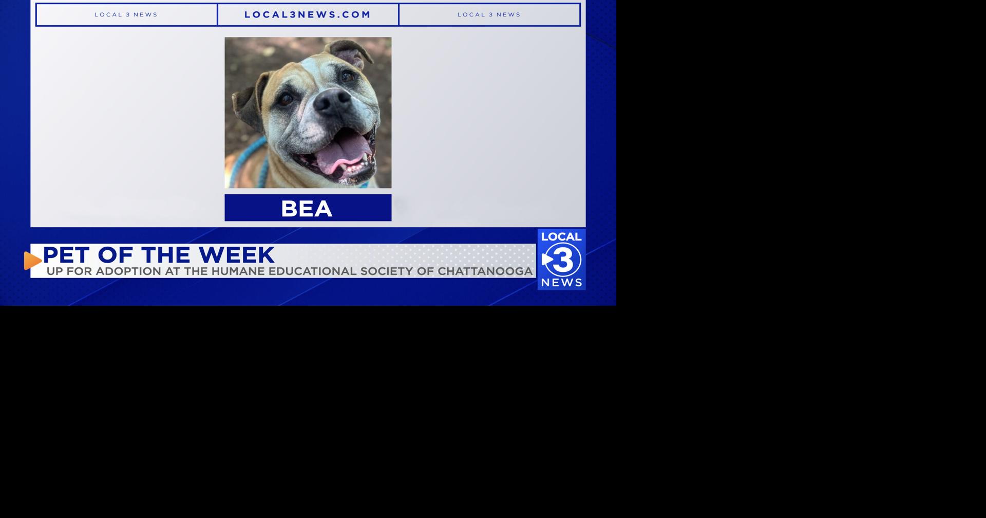 Bea the dog up for adoption at the Humane Educational Society of ...