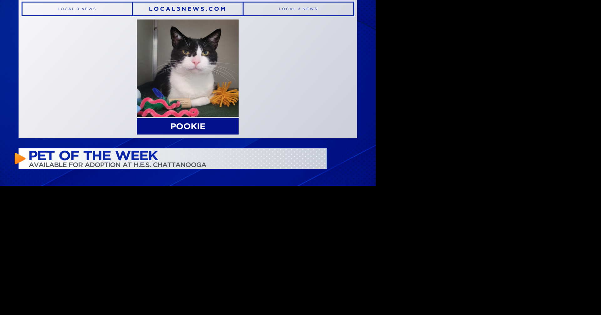 Meet Pookie, the Affectionate 8-Year-Old Feline | Local News ...