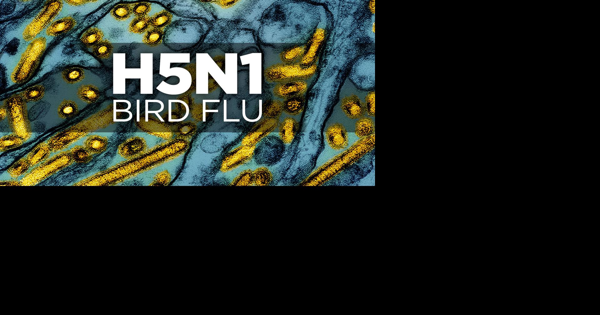 First US H5N1 Bird Flu Death | Regional/National Headlines | local3news.com