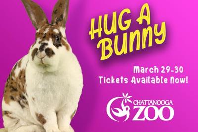 Welcome spring with Chattanooga Zoo's annual Hug a Bunny event | Local ...