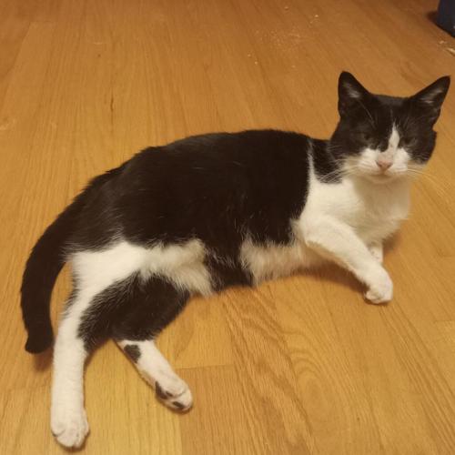 Meet Pookie, the Affectionate 8-Year-Old Feline | Local News ...
