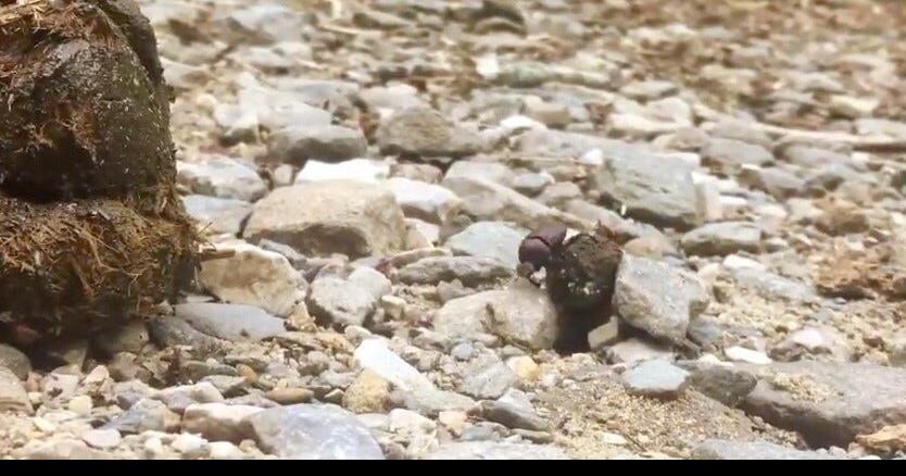 Great Smoky Mountain park rangers release rolling poop video ...