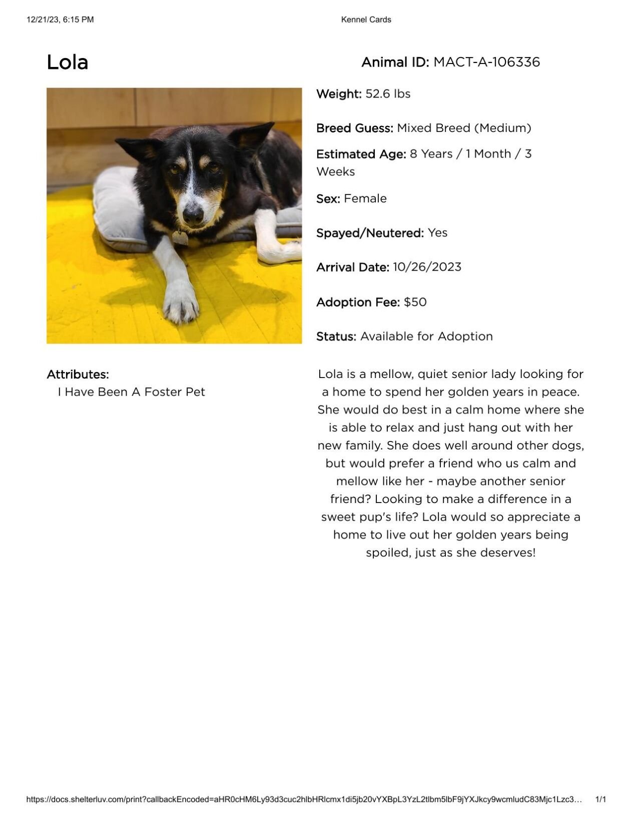 Bring a pet home for the holidays and change a life | Local News ...