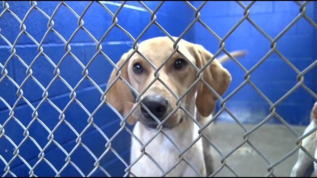 Animal advocate calls for transparency at Catoosa County Animal Control ...