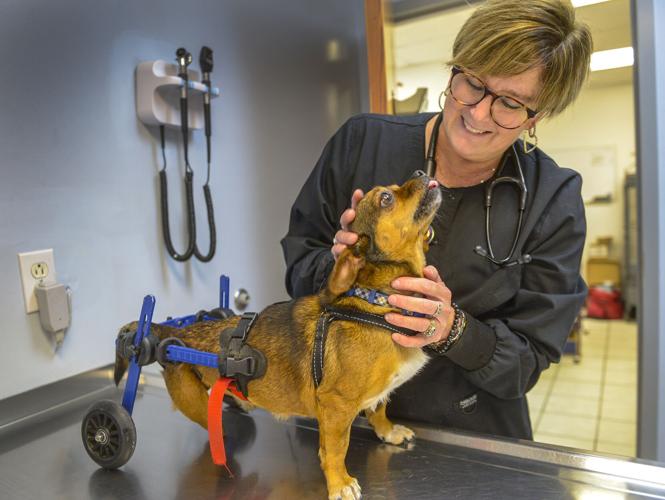 WV veterinarian travels to Ukraine to help injured animals | News ...