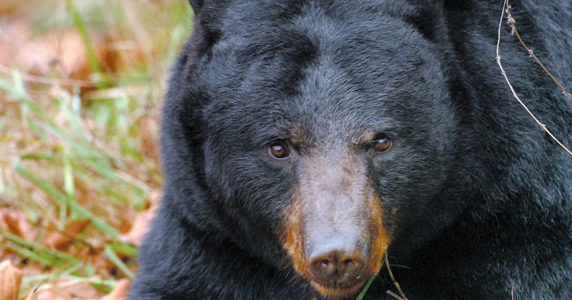 Deer harvest down, but bear kills high | Weaponry | loganbanner.com