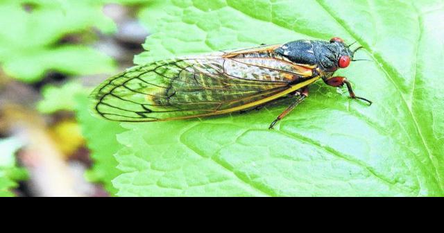 The year of the locust | News | loganbanner.com