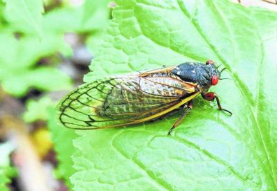 The year of the locust | News | loganbanner.com