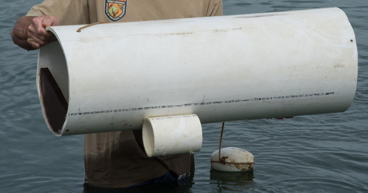 WV DNR creates catfish 'love shacks' to boost hatchery production ...