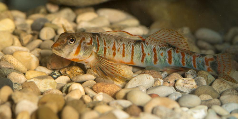Scientists battle to save WV's native candy darter populations ...