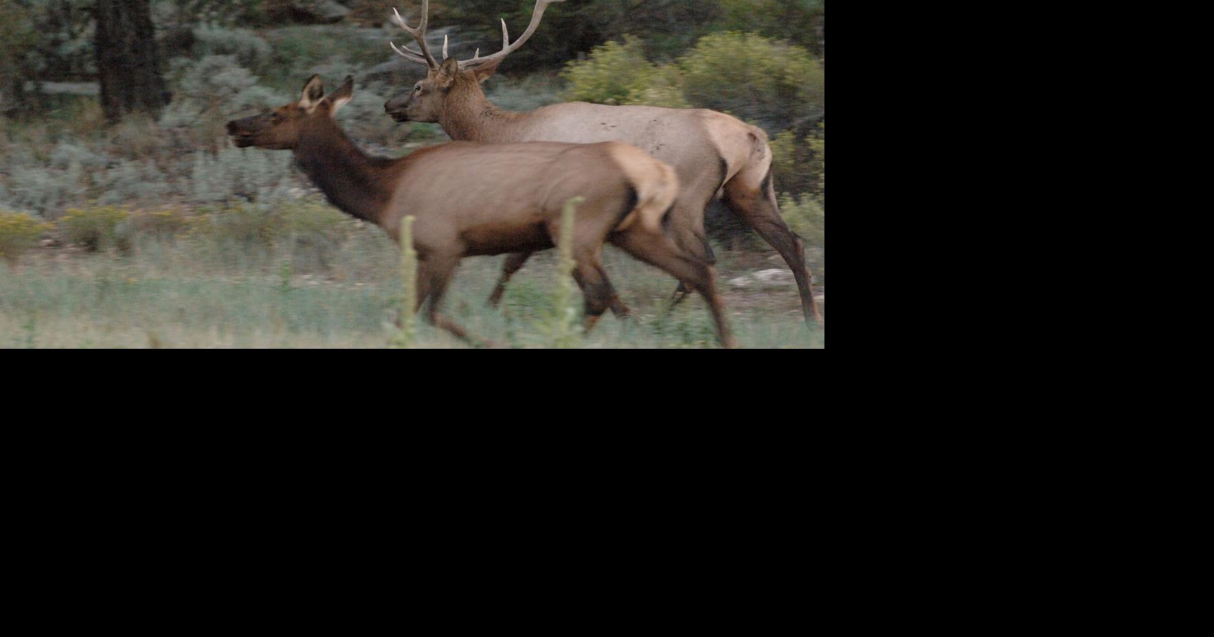 West Virginia's elk herd could top 100 by summer | News | loganbanner.com
