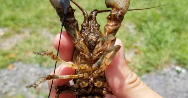 Biologist uses tiny radios to track endangered crayfish | Features ...