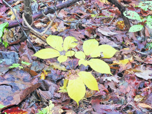 It’s sengin’ time in Appalachia | News | loganbanner.com