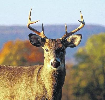 Take extra caution to avoid deer collisions | News | loganbanner.com