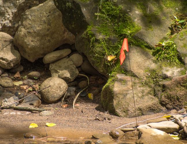 Biologist uses tiny radios to track endangered crayfish | Features ...