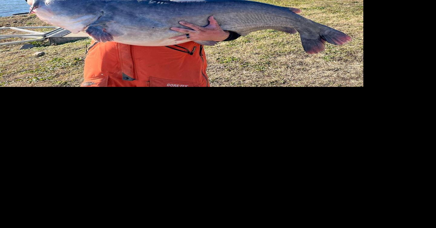 Blue catfish state record broken again in West Virginia | News ...
