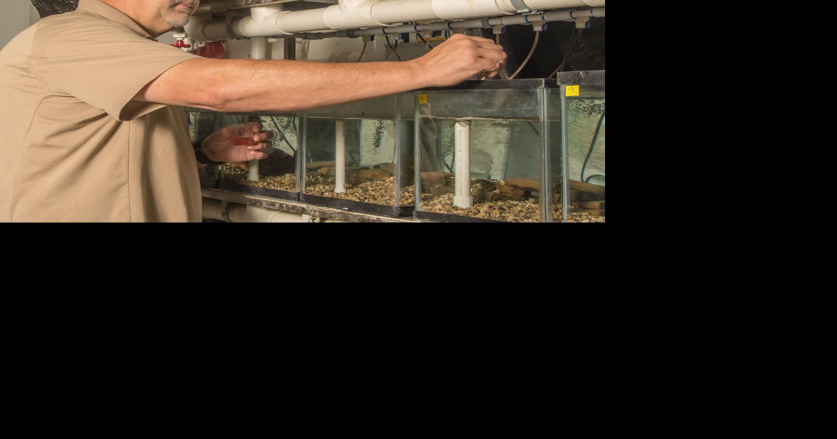 Scientists battle to save WV's native candy darter populations ...