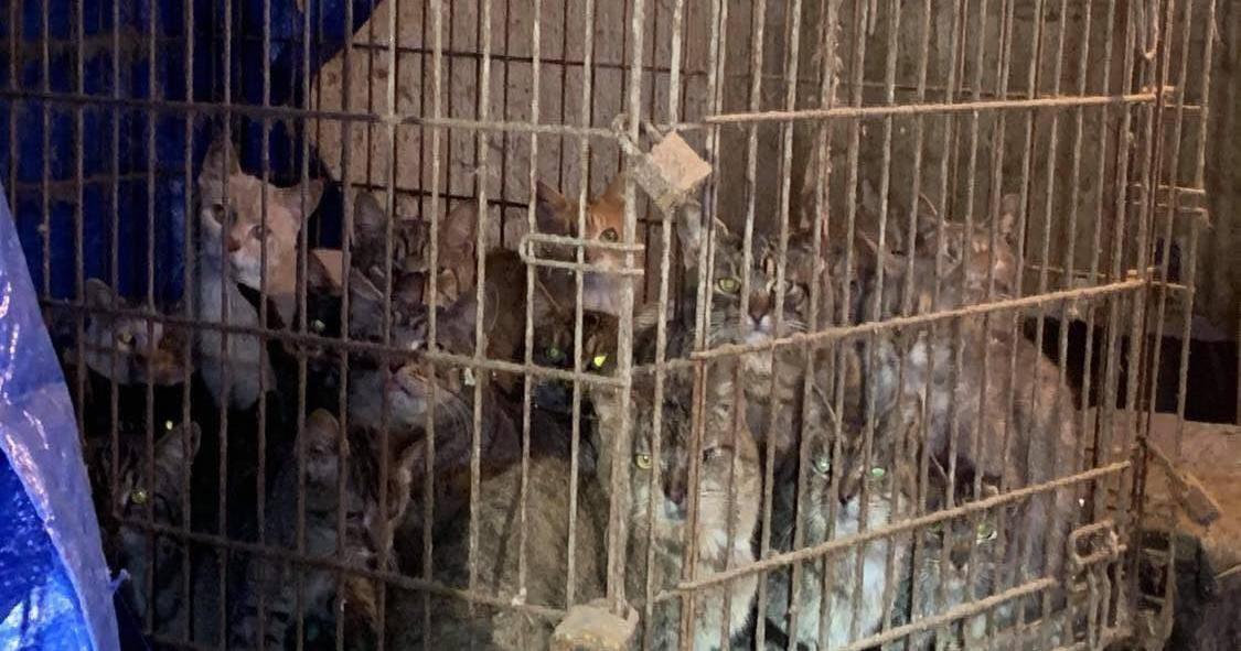 Mingo woman arrested after 89 cats rescued from hoarding situation ...