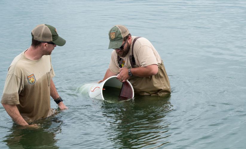 WV DNR creates catfish 'love shacks' to boost hatchery production ...