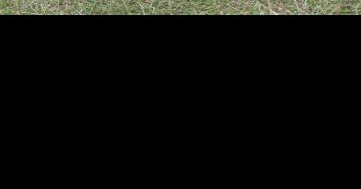 'The Aracoma Story' opens this Thursday | News | loganbanner.com
