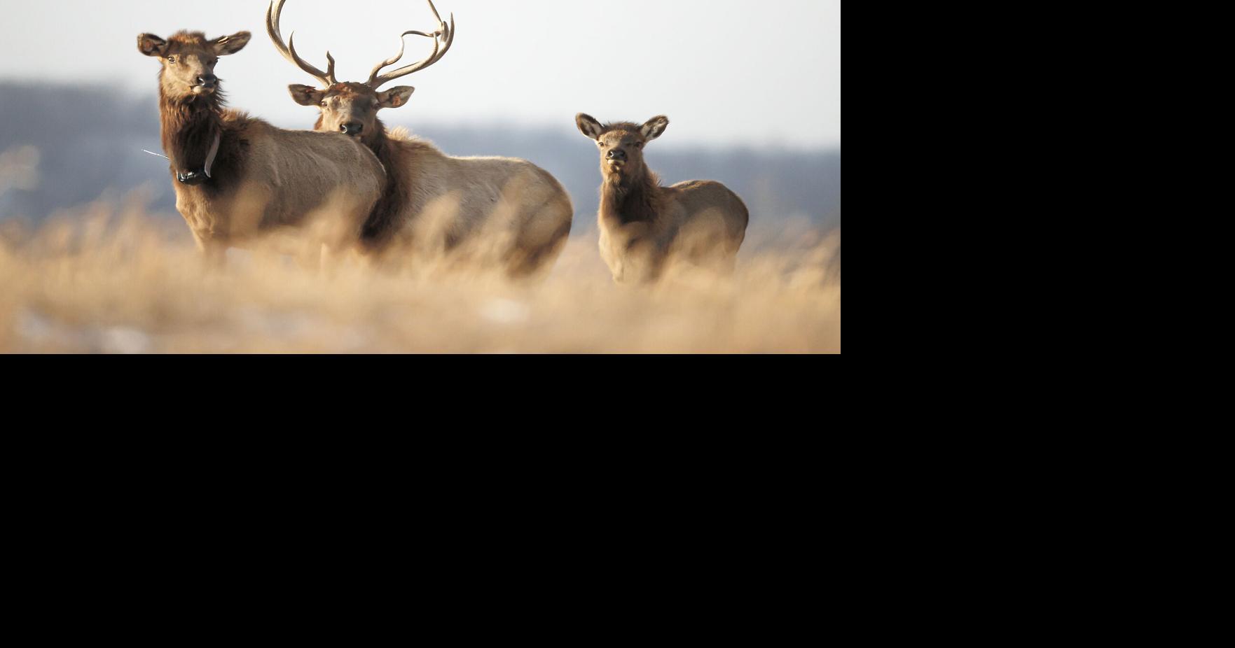 WVU researchers working to protect West Virginia’s elk herd | News ...