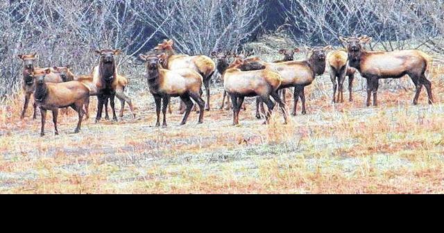 Elk reintroduced in Logan | News | loganbanner.com