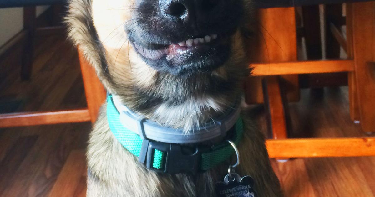 Karin Fuller: Calming pets through life's loud booms | Features ...