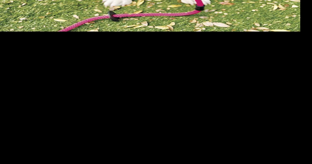 Pet of the Week: Ushi | Community | losaltosonline.com