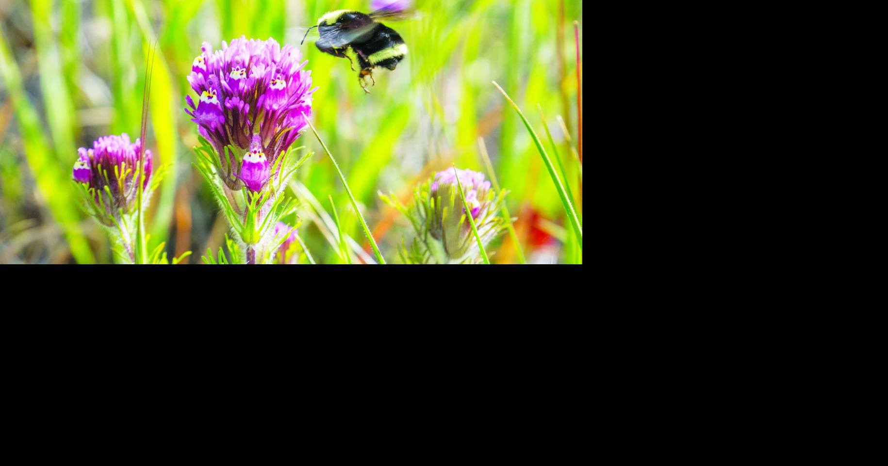 Midpen research team abuzz about finding rare bumblebee | News ...