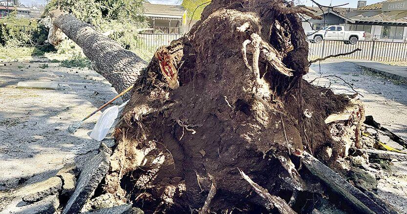 Blown away: Fierce March 14 wind storm spurs massive power outages ...