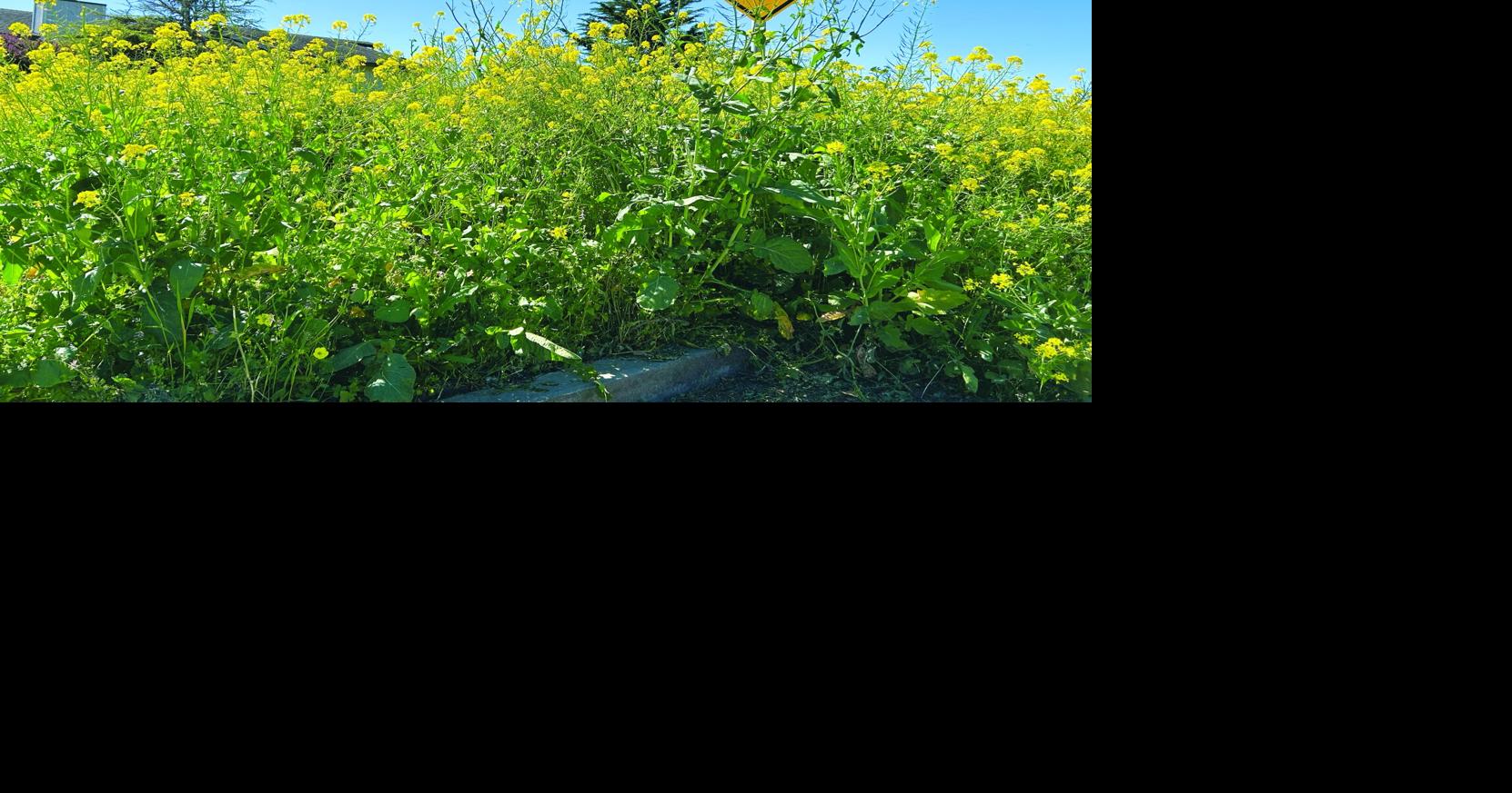 ‘Battle of the Mustard Stalks’ and the power of the mustard in state ...