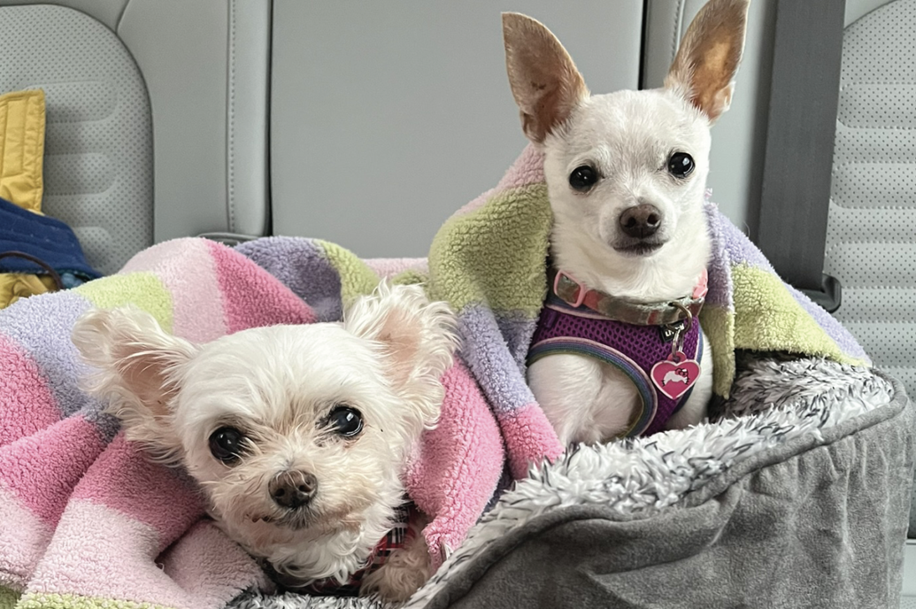 Muttville finds loving local homes for older dogs | Senior Lifestyles ...