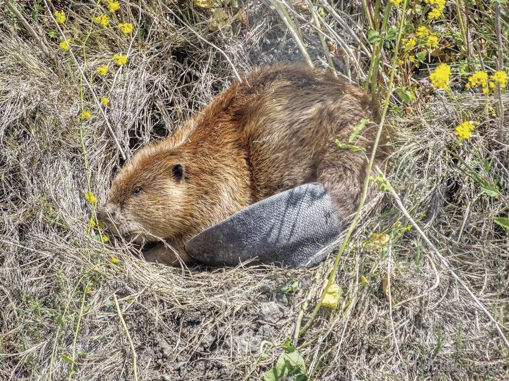Beavers are back: Photos prove Los Altos resident’s theory that rodents ...