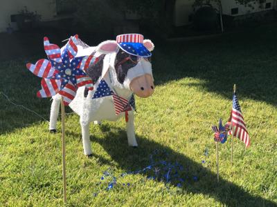 The cows come home to Colleen Drive – displays provide ‘mooving ...