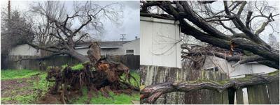 Tree falls into neighboring home – no one hurt | News | losaltosonline.com