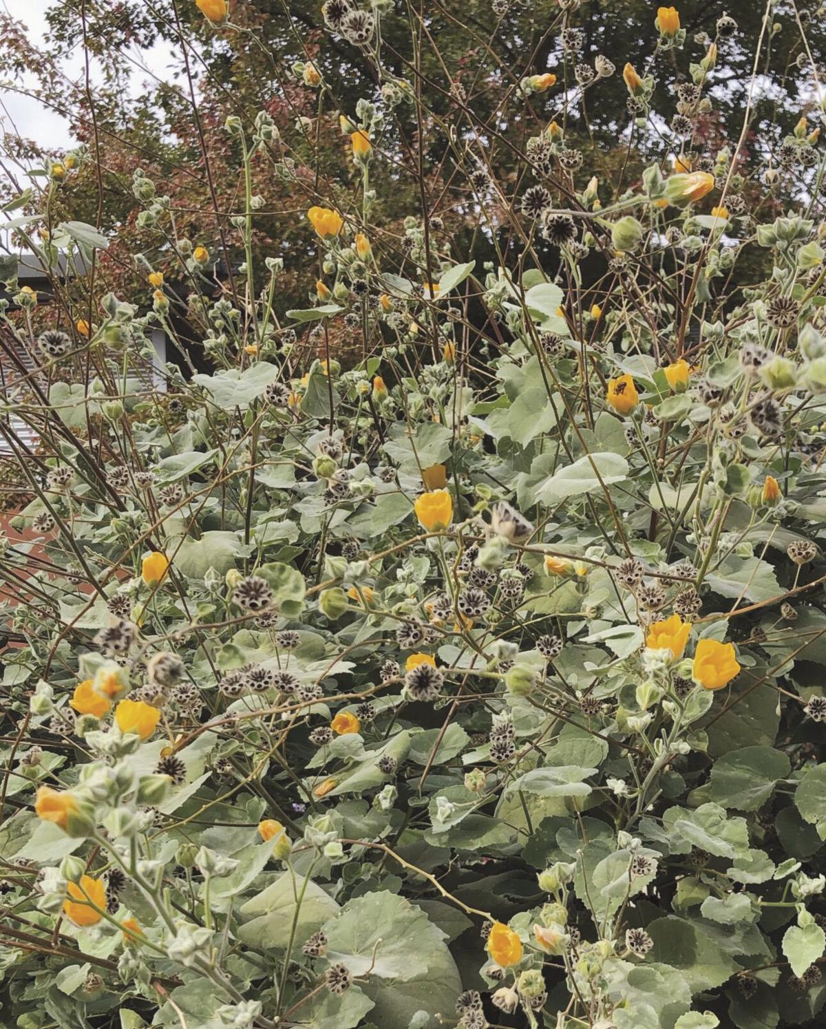 Native Plants: The best bloomers for hot, dry corners | Your Home ...