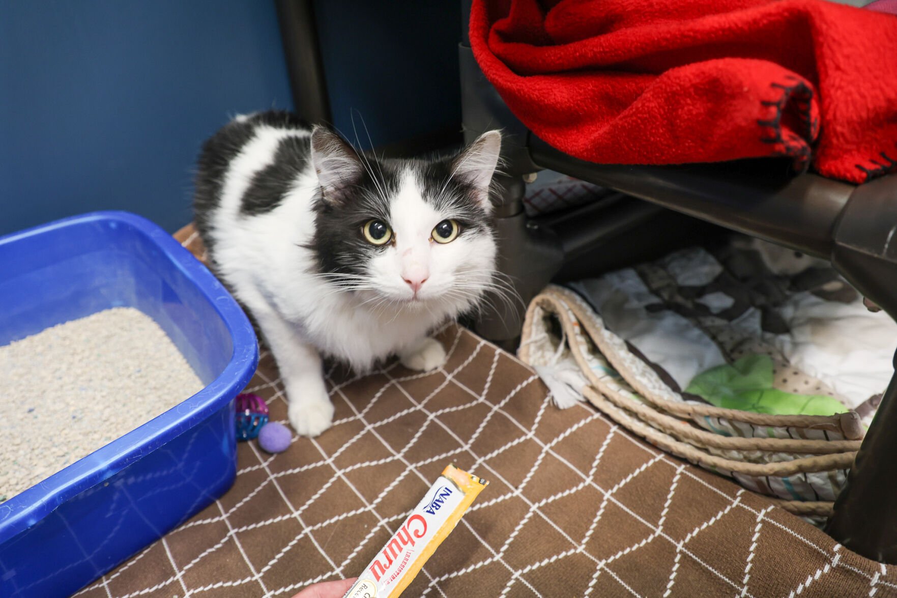 Pet of the Week: Balthazar | Community | losaltosonline.com