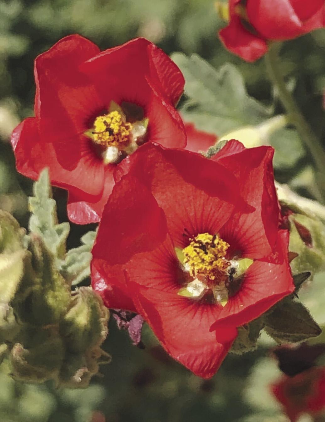 Native Plants: The best bloomers for hot, dry corners | Your Home ...