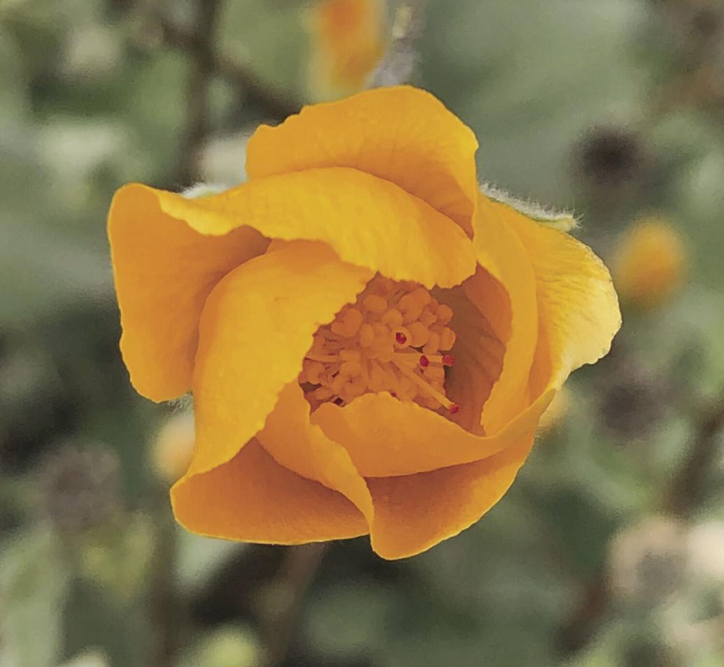 Native Plants: The best bloomers for hot, dry corners | Your Home ...