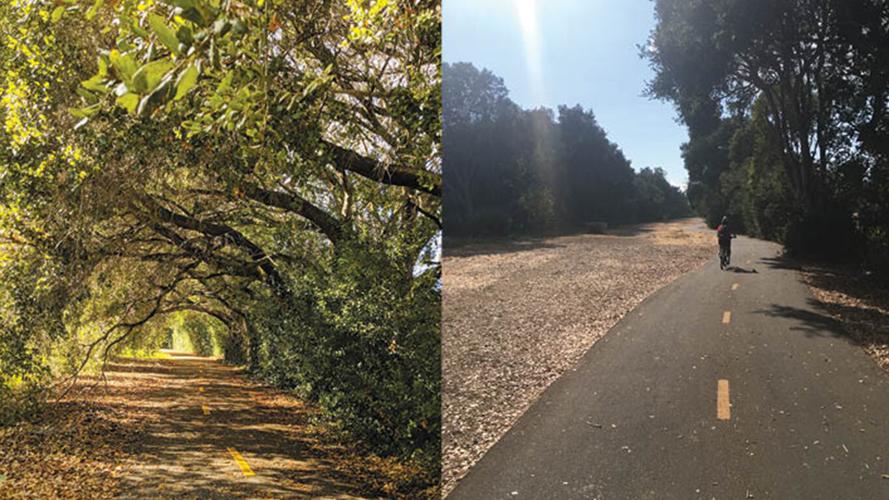 Bike path tree removal has residents up in arms | News | losaltosonline.com