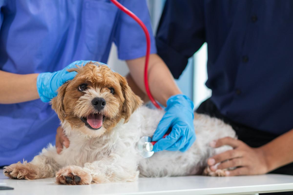Heart Disease in Dogs | Community | losaltosonline.com