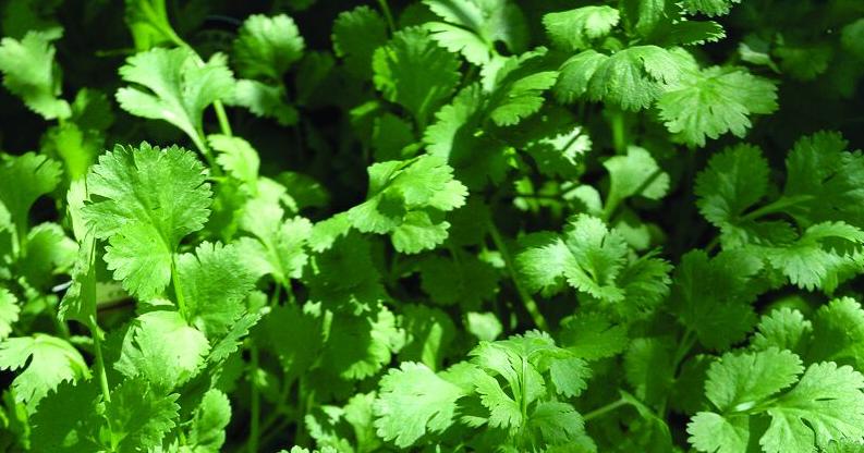 Grow, harvest and enjoy all parts of cilantro | Food & Wine ...