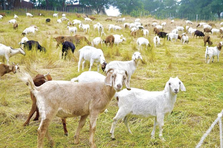 Goats arrive in LAH to munch away fire risk | News | losaltosonline.com