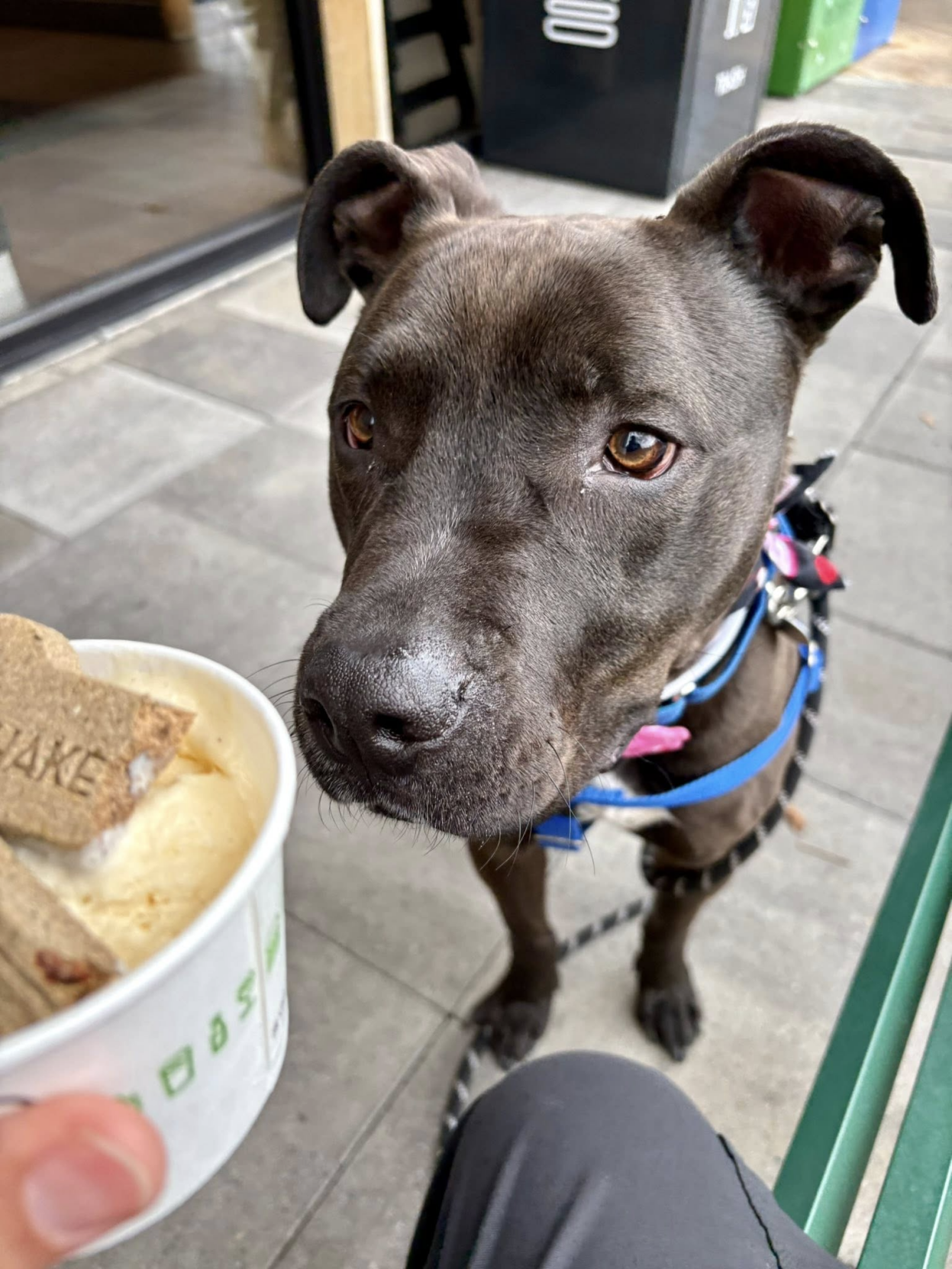 Pet of the week: Meet Shadow | Community | losaltosonline.com