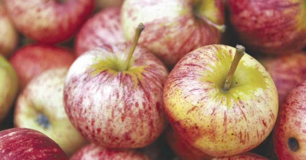 Heirloom apples offer a taste of local history | Food & Wine ...