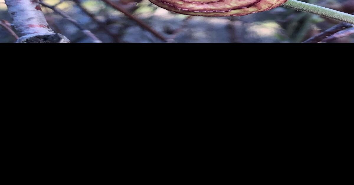 Planting the California pipevine: If you grow it, they will come | Your ...