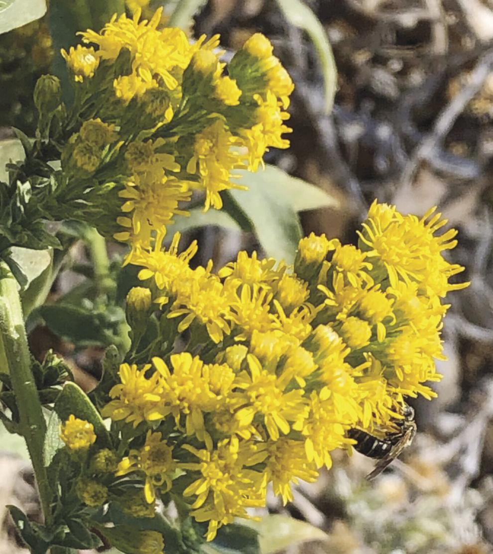 Native Plants: Keeping an eye on rhizomatous plants | Your Home ...