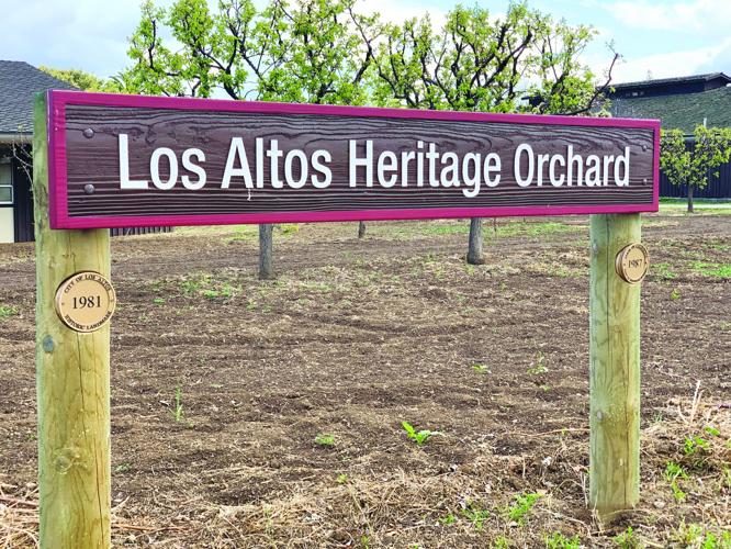 Los Altos Library courtyard project appealed; Hillview dog park takes ...