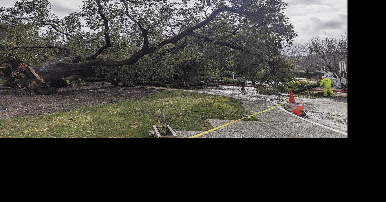 Timber! As LAUMC mourns loss of ‘friend,’ local experts ponder tree ...